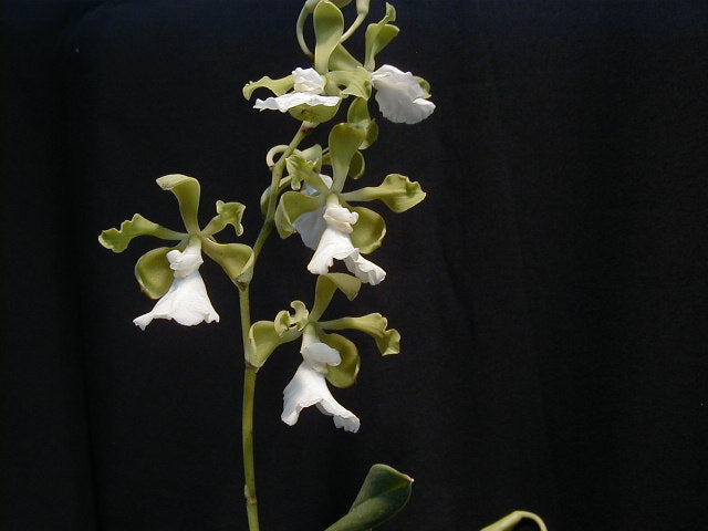 Encyclia species – SLO Orchids