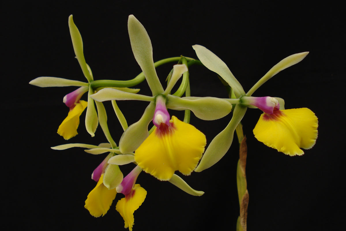 Epidendrum hybrid – SLO Orchids