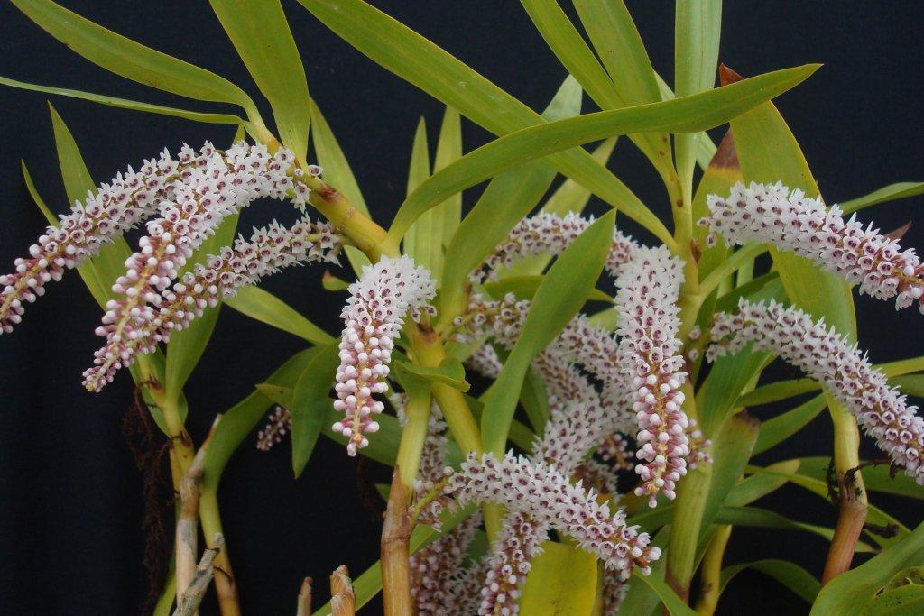 Eria species – SLO Orchids