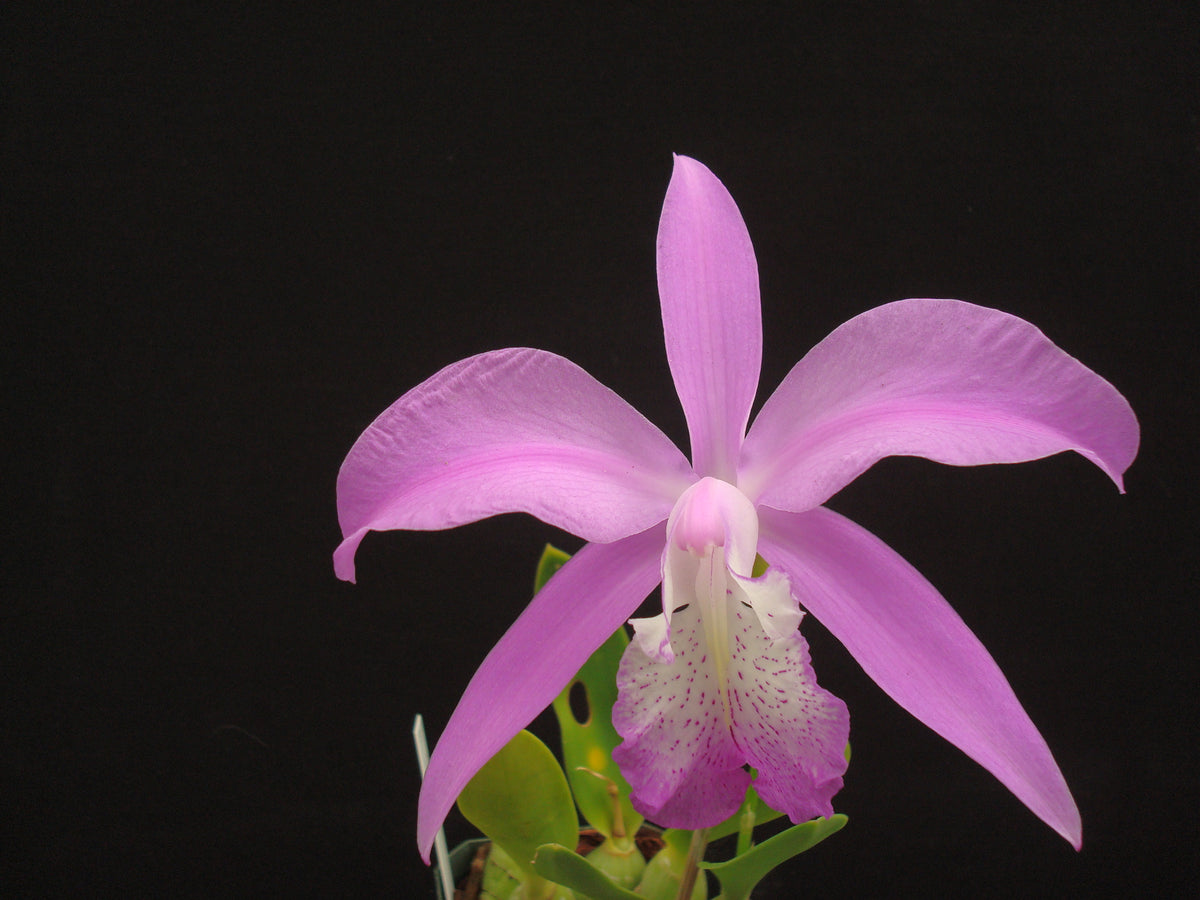 Orchid Species – SLO Orchids