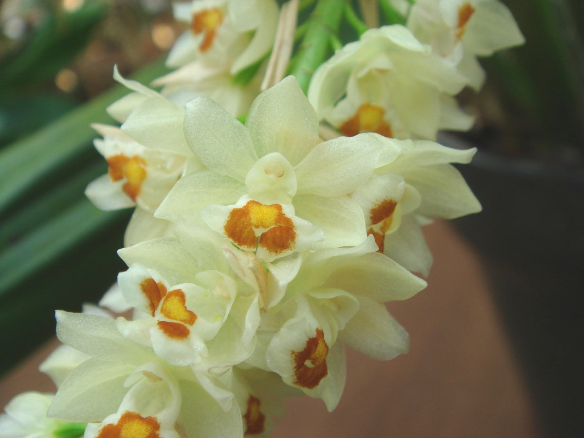 Pholidota species – SLO Orchids