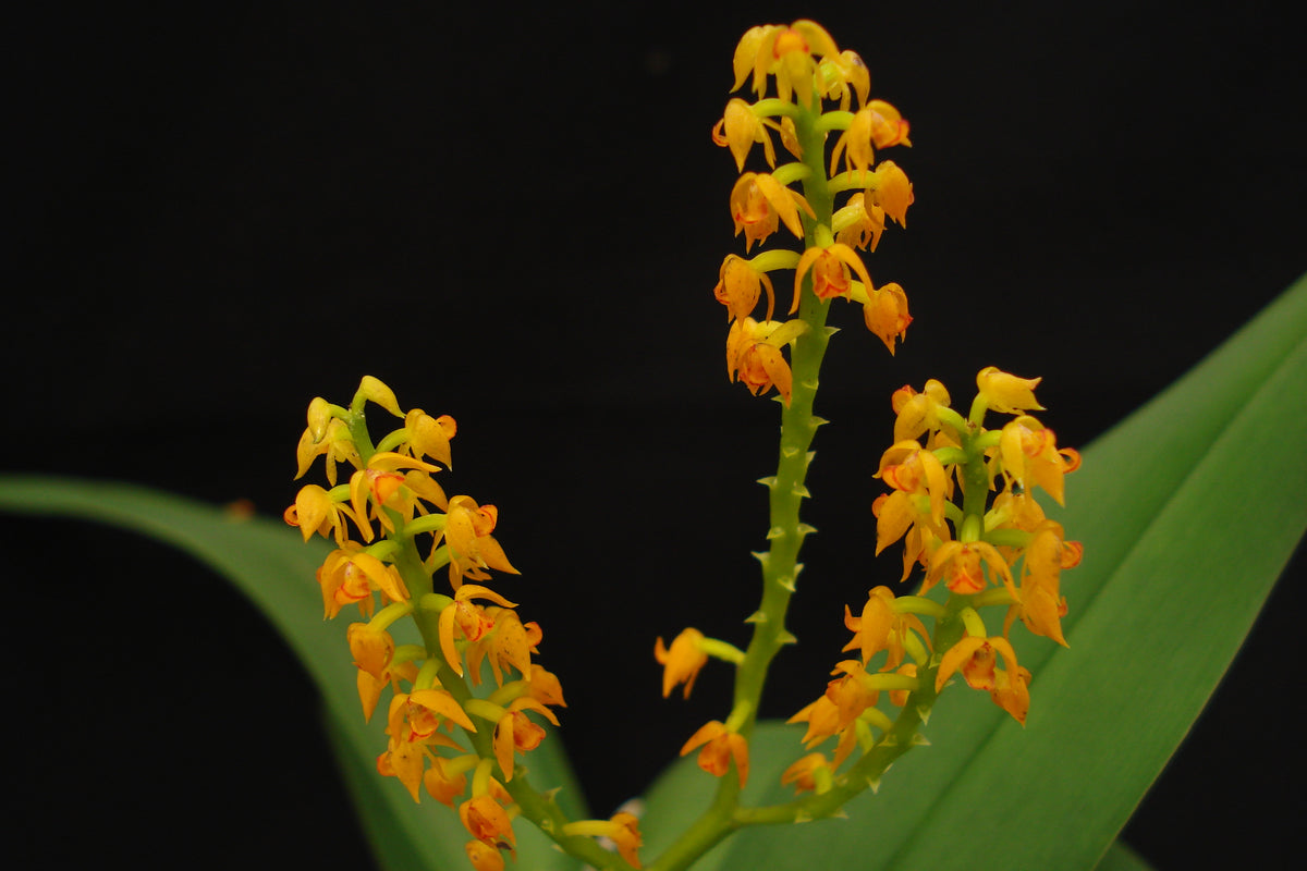 Polystachya species – SLO Orchids
