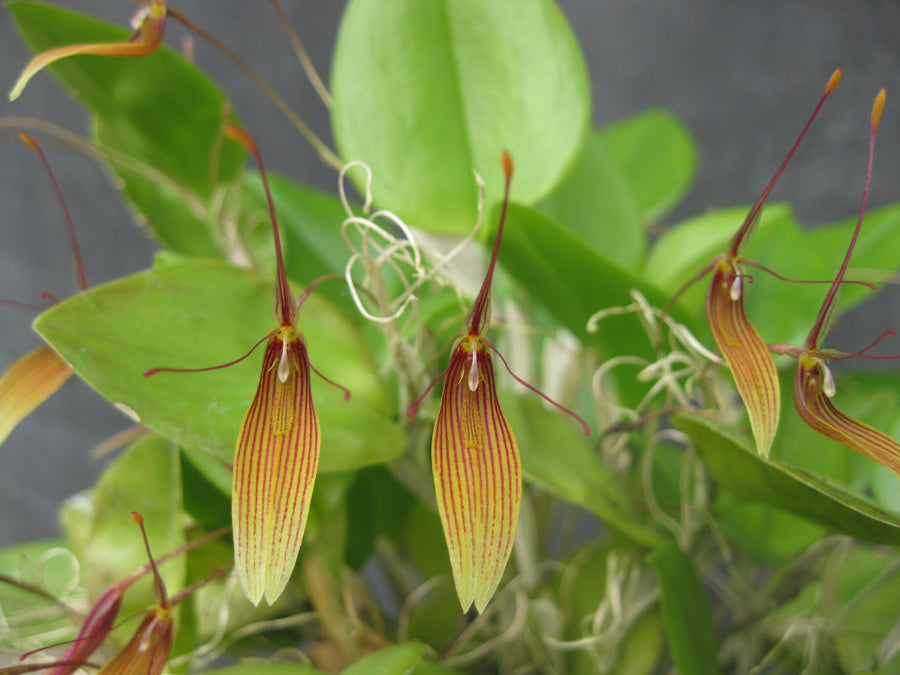 Restrepia species – SLO Orchids