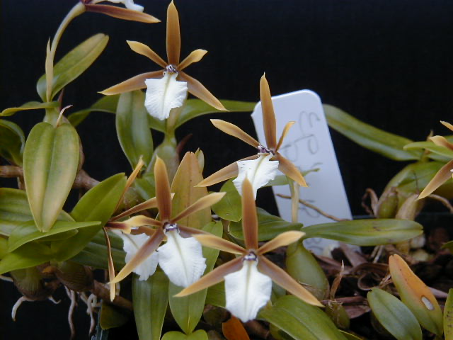 Epidendrum polybulbon is Encyclia polybulbon – SLO Orchids